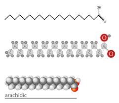 Cómo entender la química de las grasas y los aceites - Oushia