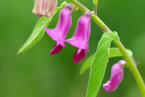 La queratina, descubre todas sus funciones -Oushia-