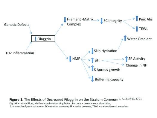 Filagrina, la proteína que proporciona la hidratación de la piel