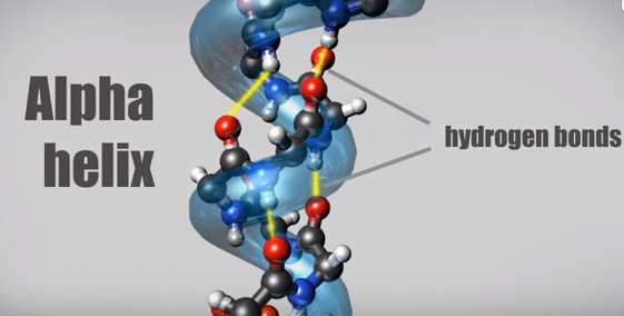 Las proteínas son las macromoléculas biológicas más abundantes
