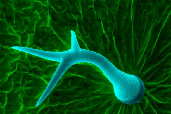 Filagrina, la proteína que proporciona la hidratación de la piel