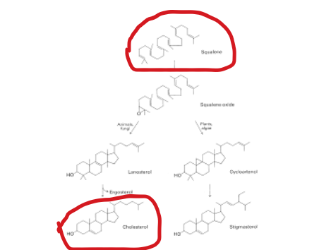 La composición del sebo humano es exclusiva - Oushia