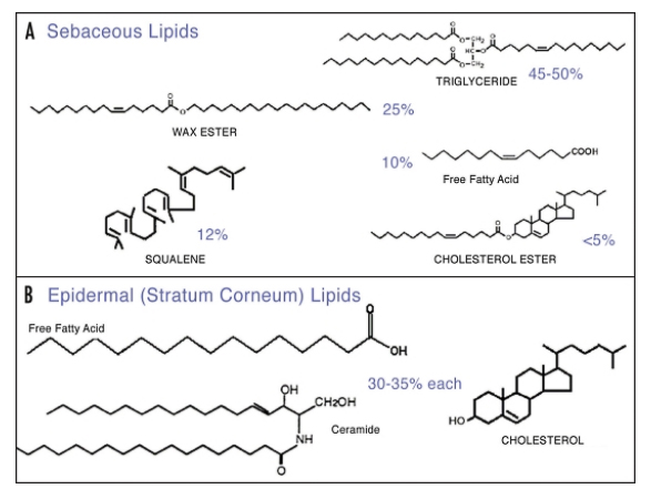 La composición del sebo humano es exclusiva - Oushia