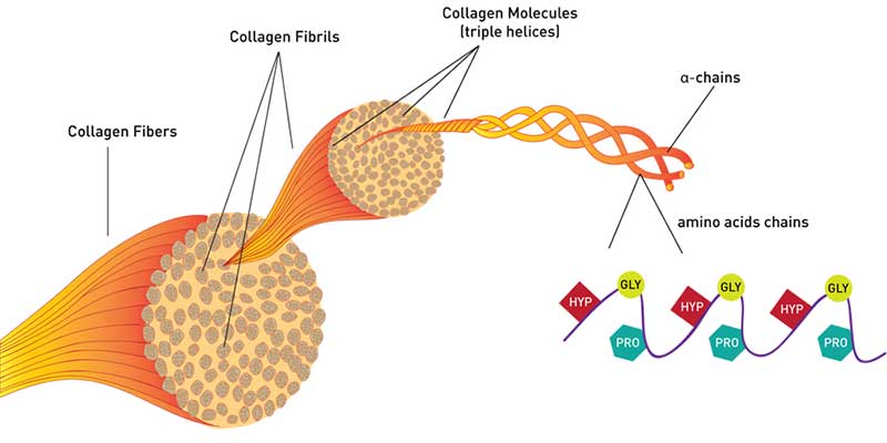 El colágeno, la proteína más dura que el acero -Oushia-