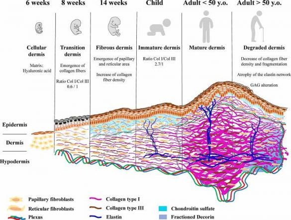 La queratina de la piel, descubre todas sus funciones -Oushia-