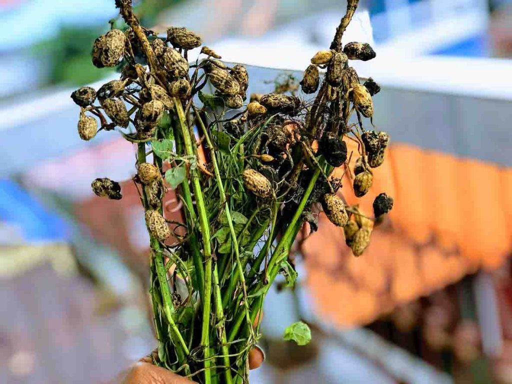 Descubre las grandes virtudes del cacahuete -Oushia-